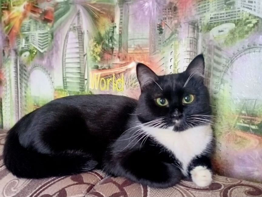 Кошки в добрые руки