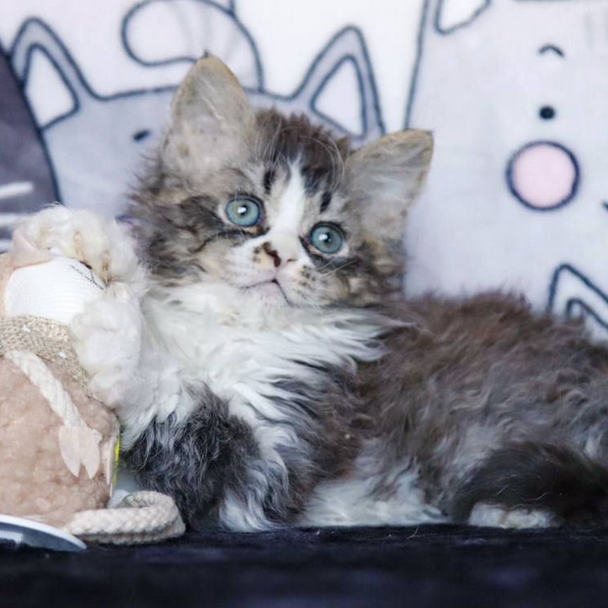 Котик, 3 месяца