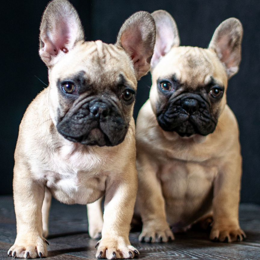 Французский бульдог, щенок