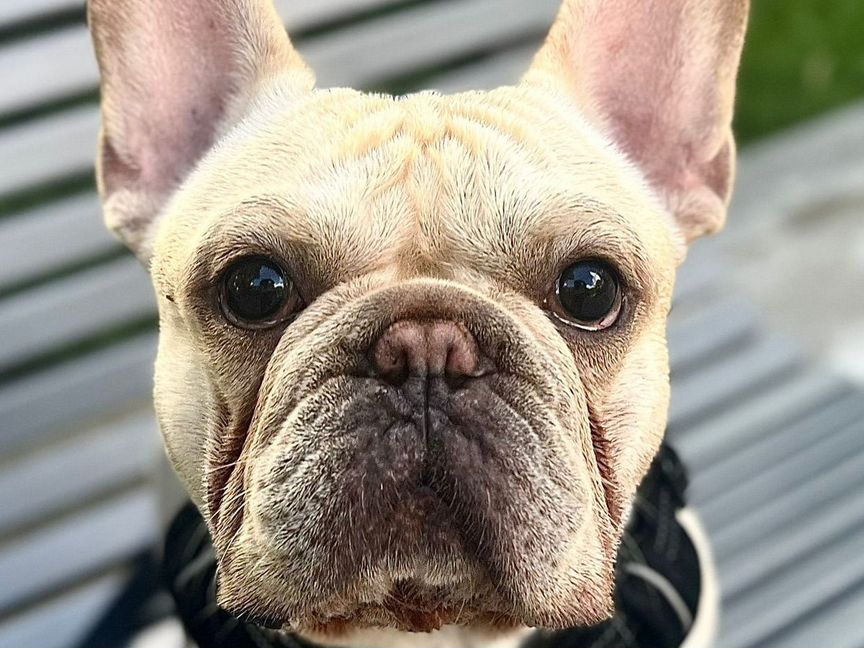 Вязка Французского бульдога