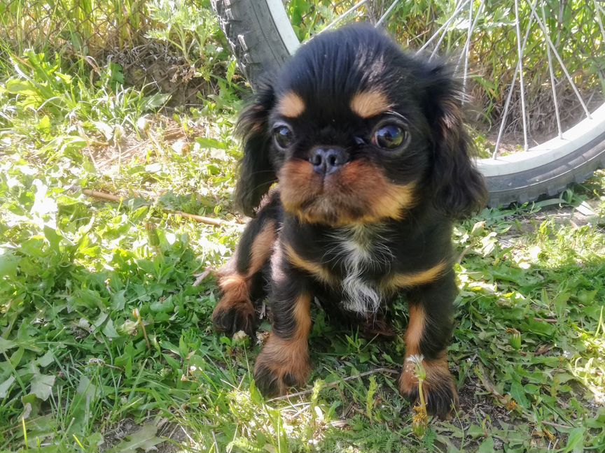 Супер Мини девочка