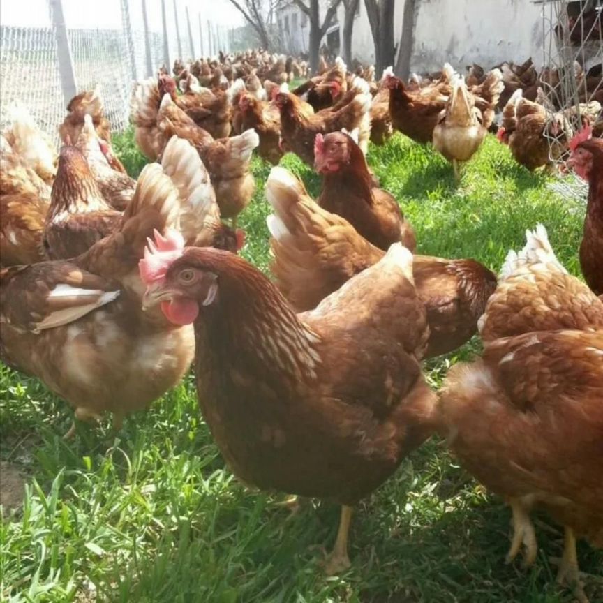 Курица несушка