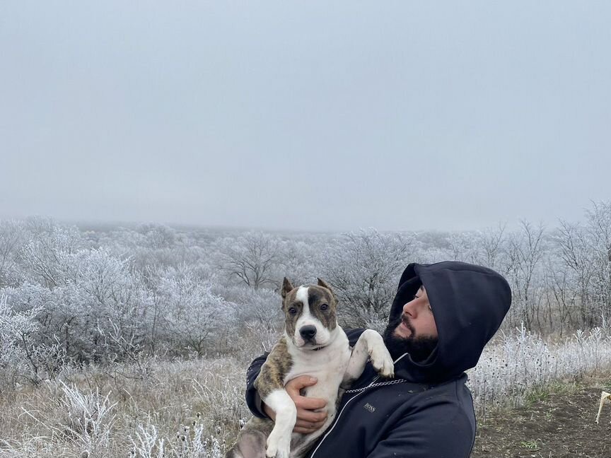 Стаффорд вязка