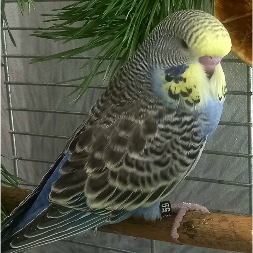 Выставочные волнистые попугаи чехи, птенцы