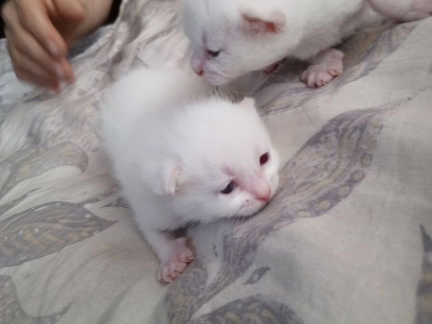 Голубоглазые котик и кошка