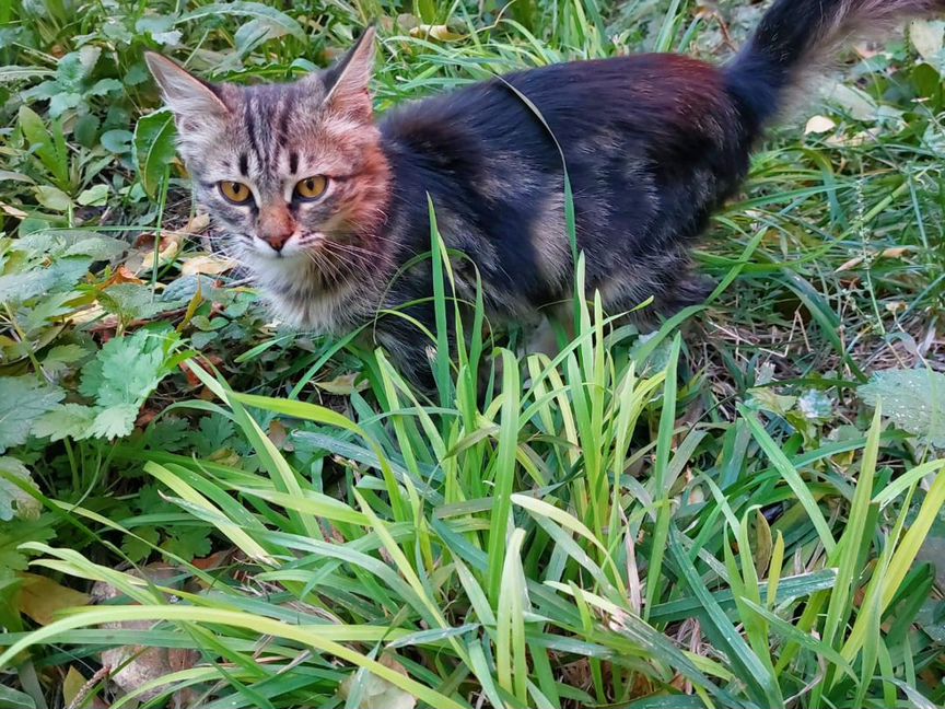 Отдам в добрые руки кошечку 3-3,5 мес. примерно