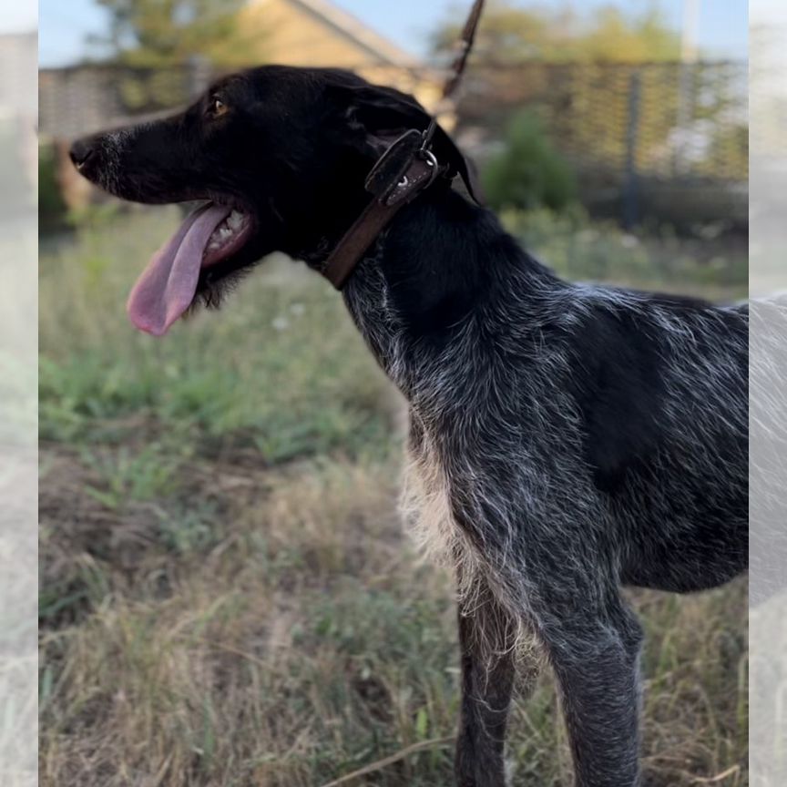 Собака дратхаар