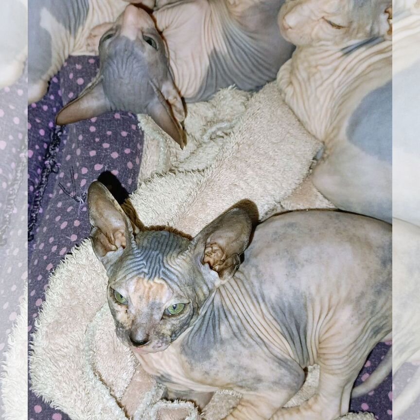 Донской сфинкс котёнок