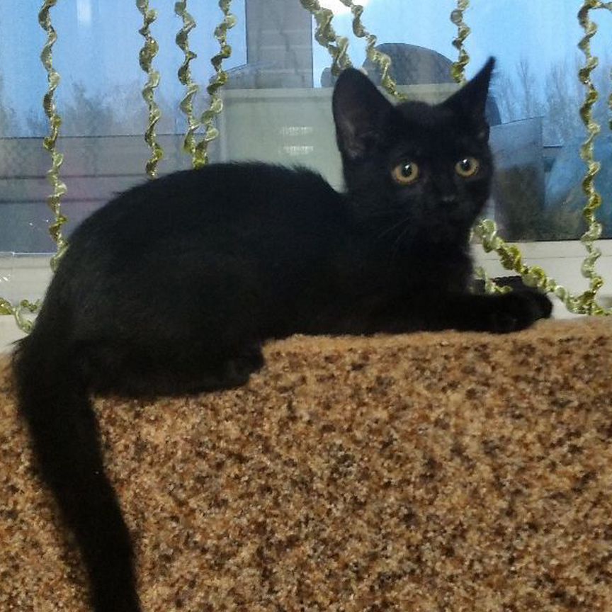 Котёнок