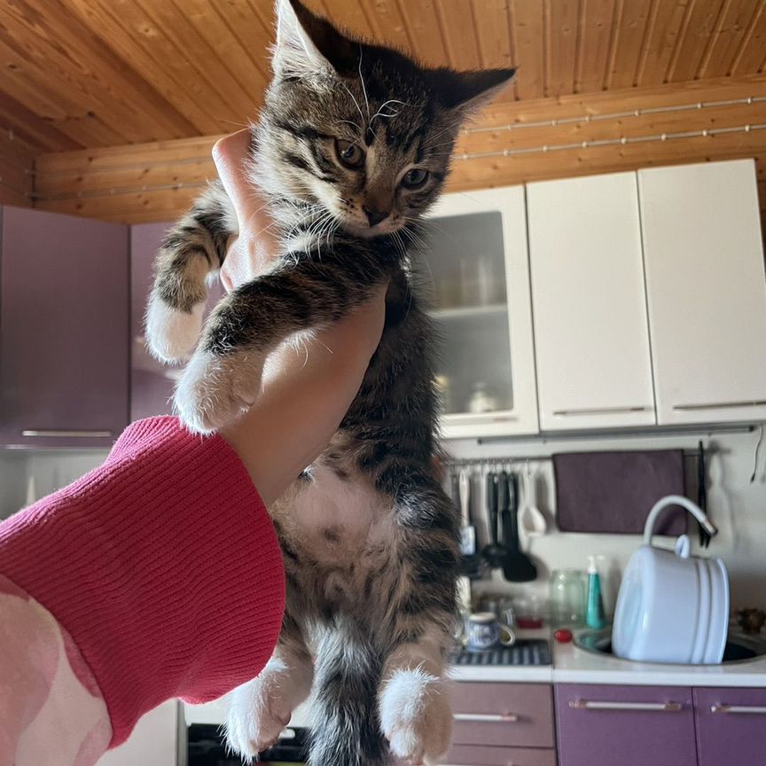 Котенок мальчик 2 месяца