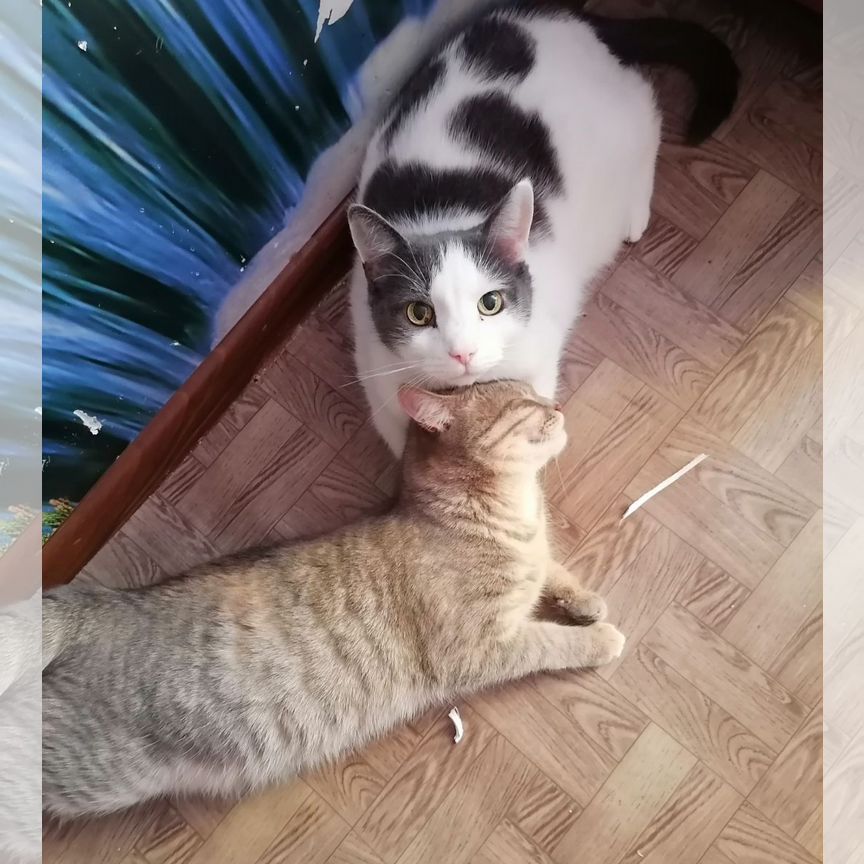 Домашние животные кошки