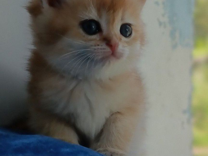 Шотландские золотые шиншиллы котята