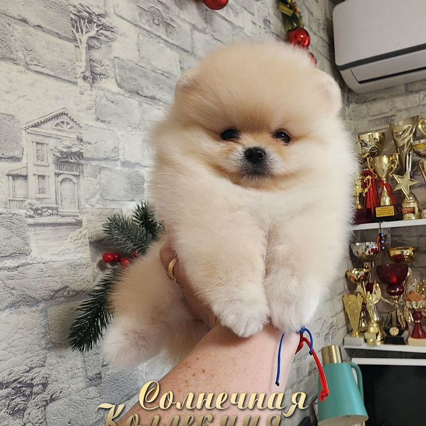 Померанский шпиц, щенок