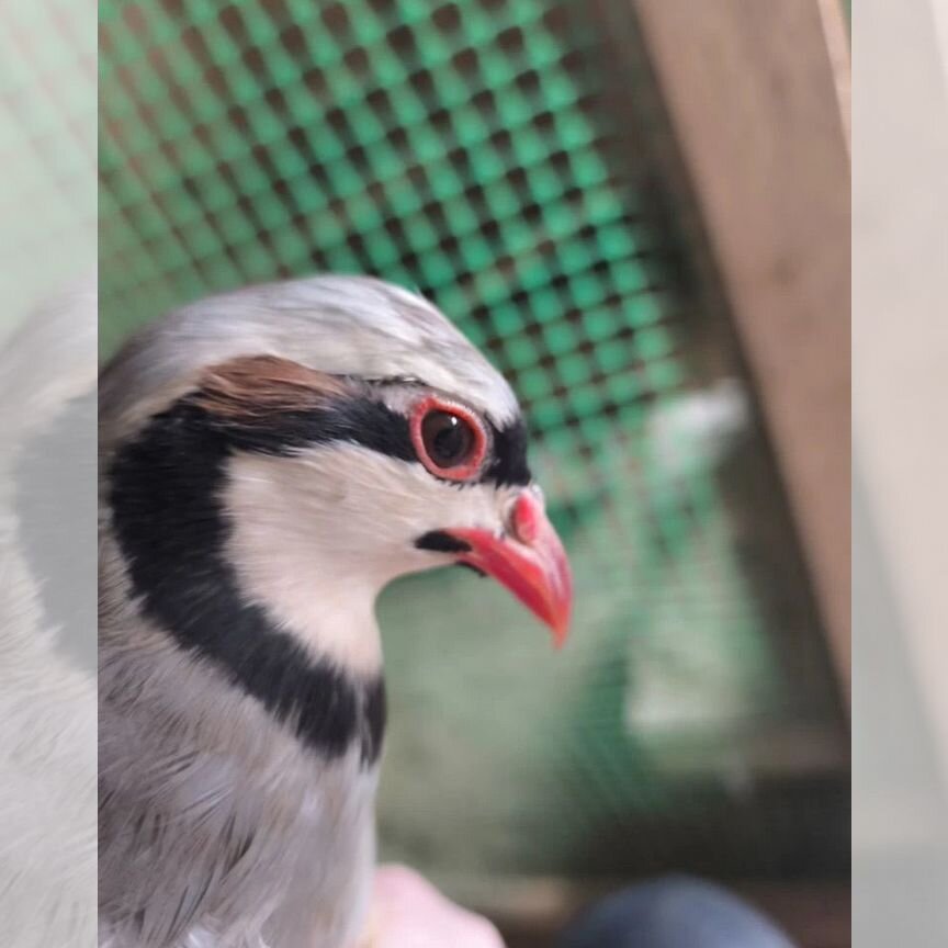 Кеклик куропатка