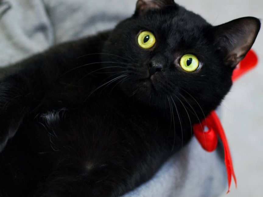 Черный кот ищет дом