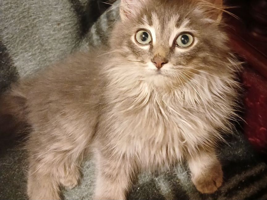 Котёнок девочка