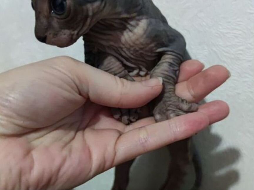 Канадский сфинкс котенок девочка