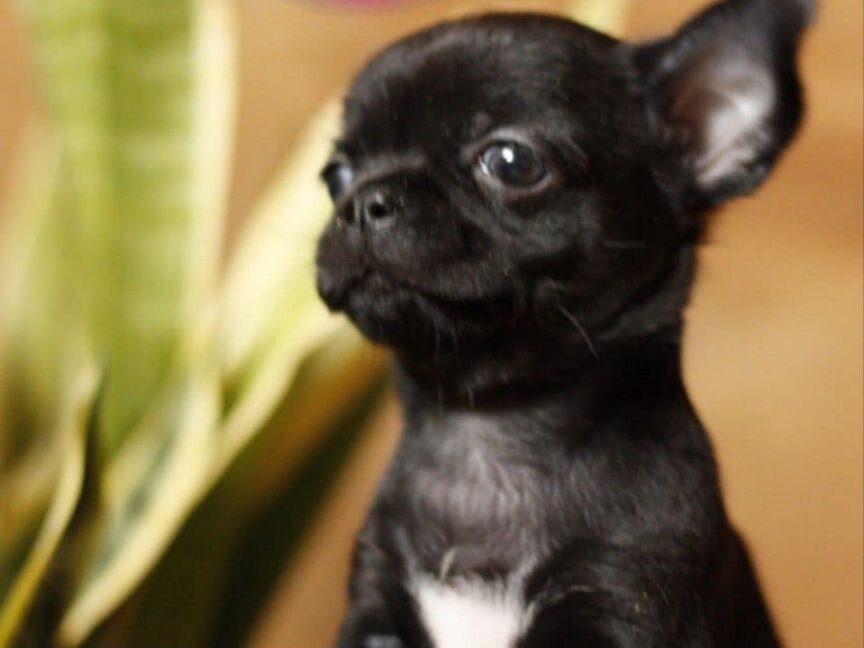 Чихуахуа гладкошерстные девочки