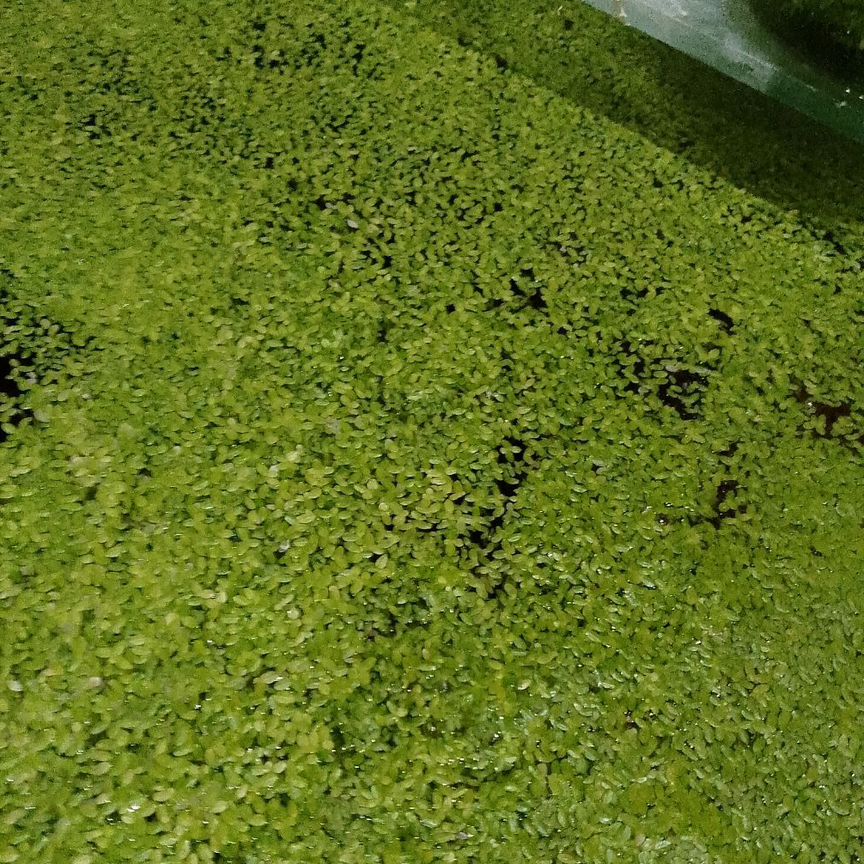 Ряска для аквариума