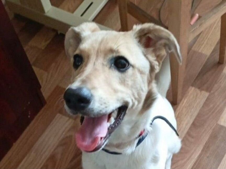 Малышка в добрые руки. 6 месяцев. Стерилизована