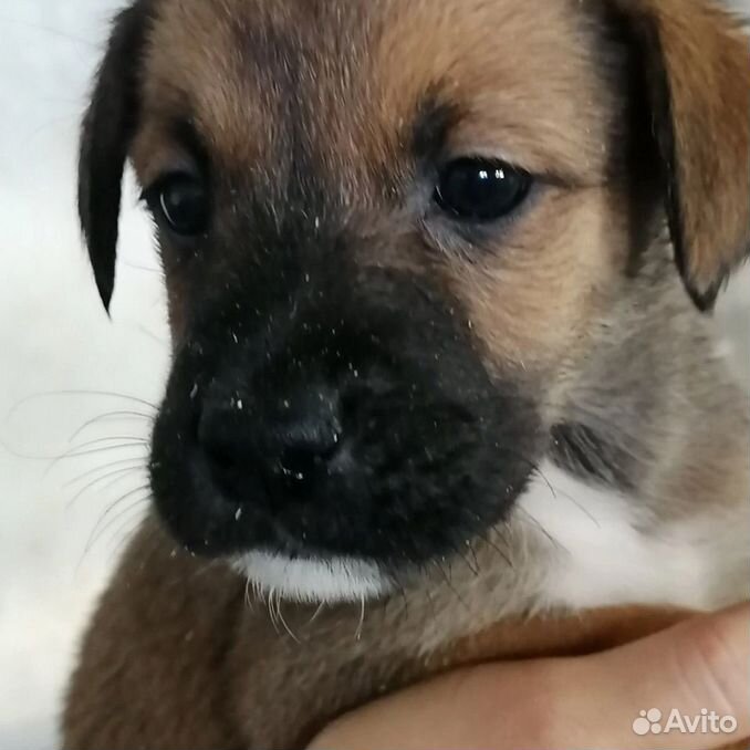 Щенки помесь боксёра