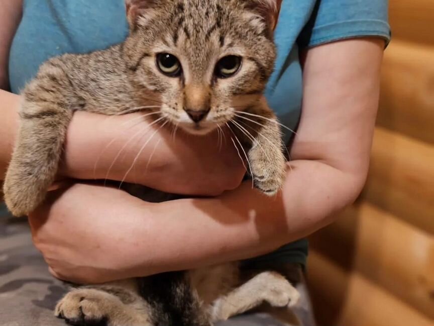 Васька ищет дом