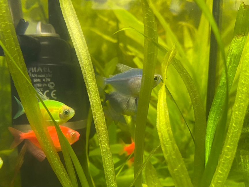 Аквариумные рыбки