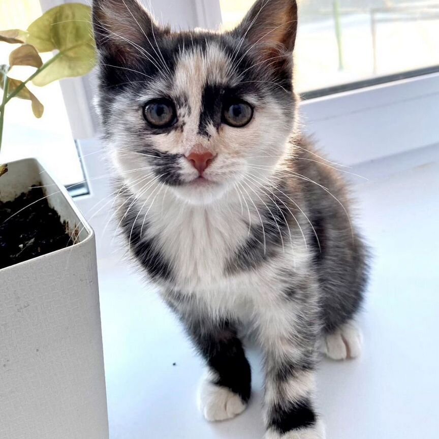 Кошечка