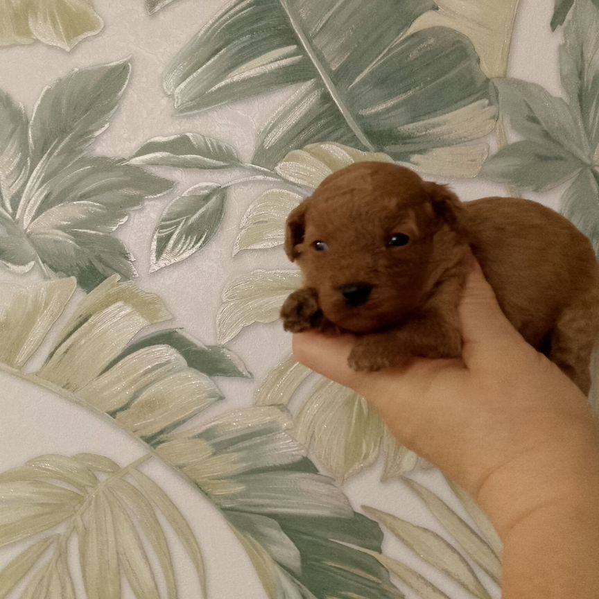 Подростают малыши Той пуделя от разных пометов