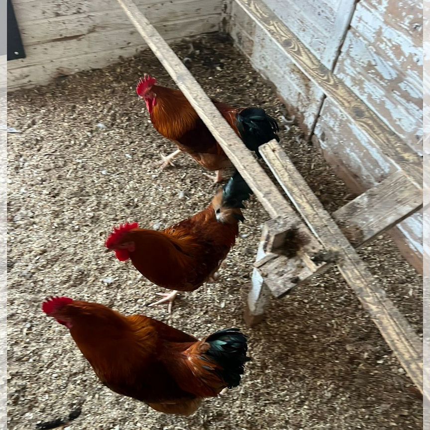 Продам молодых петушков, Кучинская юбилейная