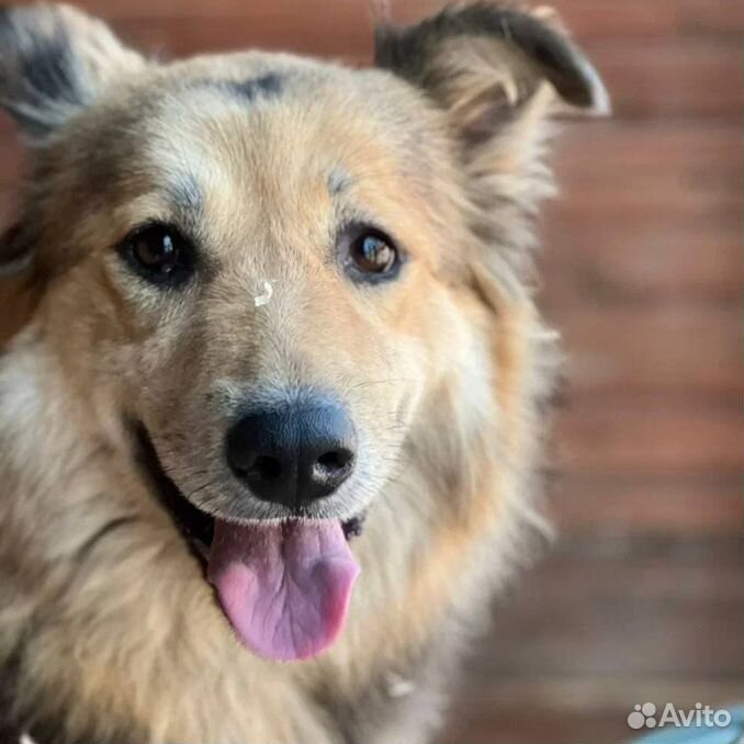 Красотка Милена очень хочет домой из приюта