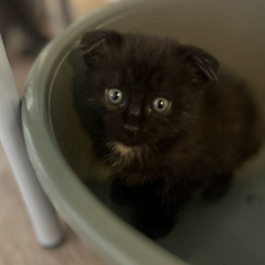 Котята кошки мышеловки