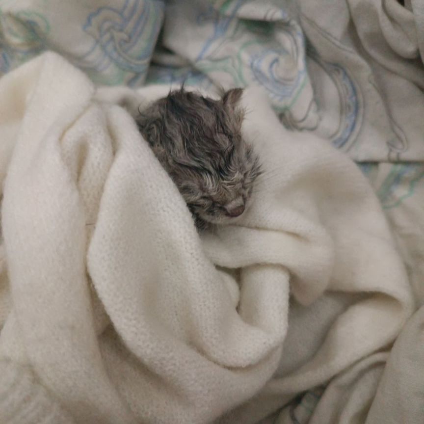 Котенок ищет дом