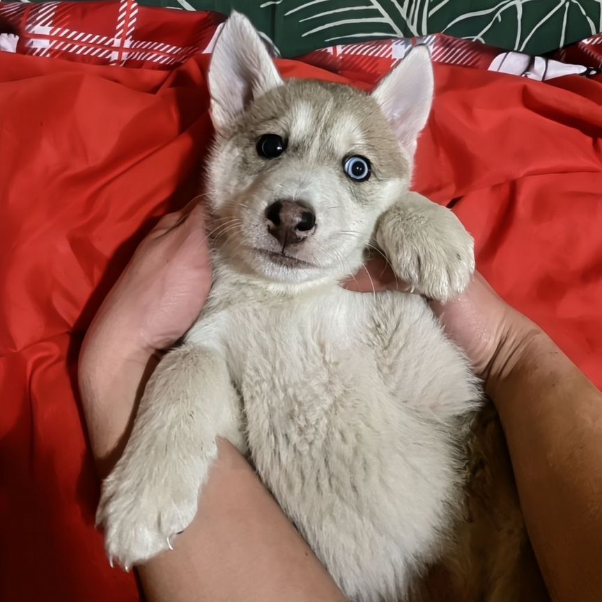 Сибирский хаски, щенок