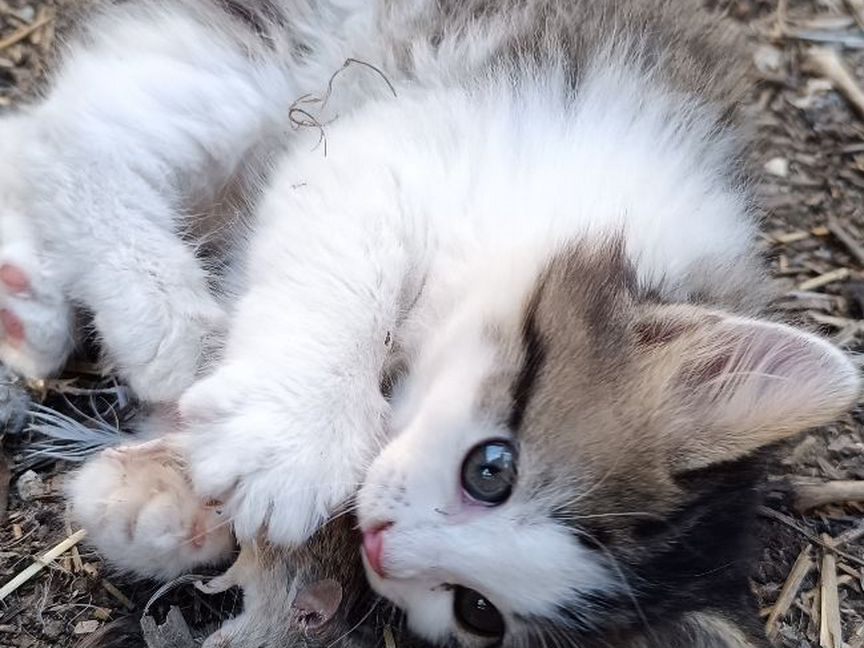 Кошка в дар (котёнку 2 месяца)