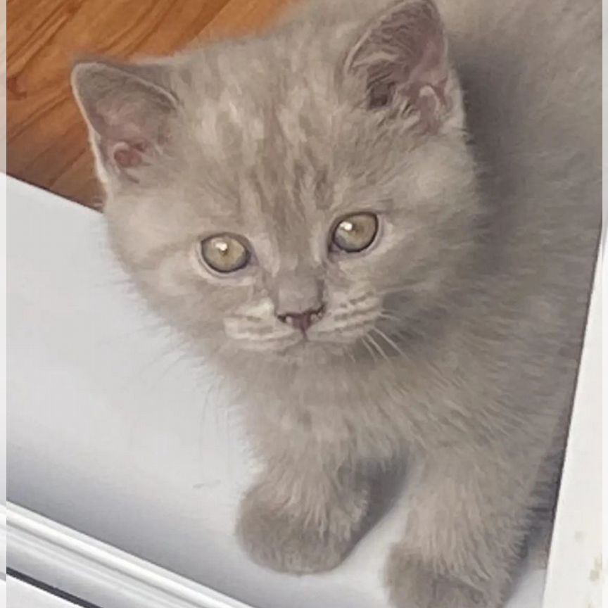 Британский короткошёрстный котёнок