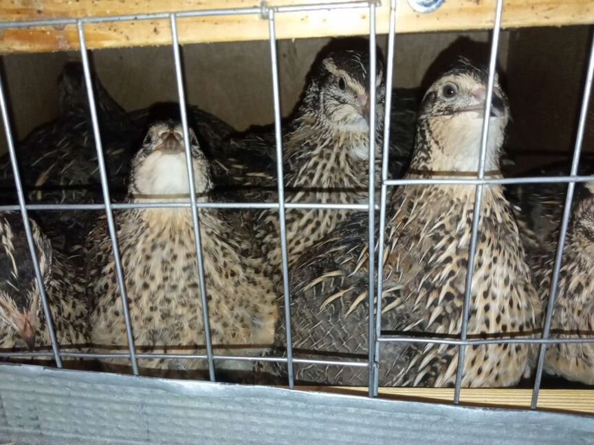 Молодые перепела