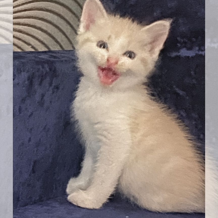 Котёнок в добрые руки