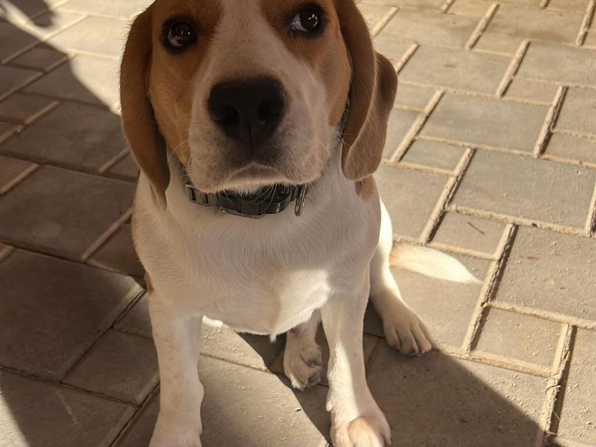 Отдадим самца бигля