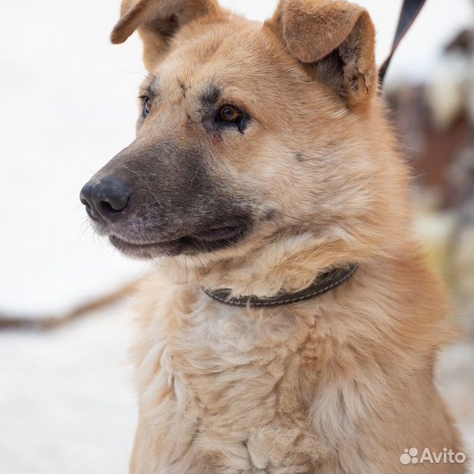 Собака в добрые руки Ганс