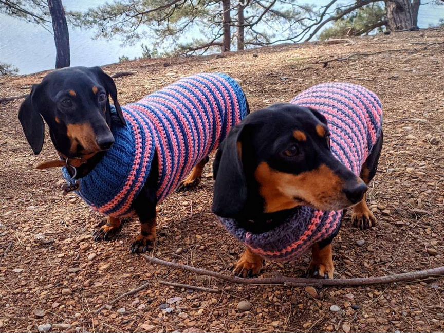 Вязанная одежда для такс