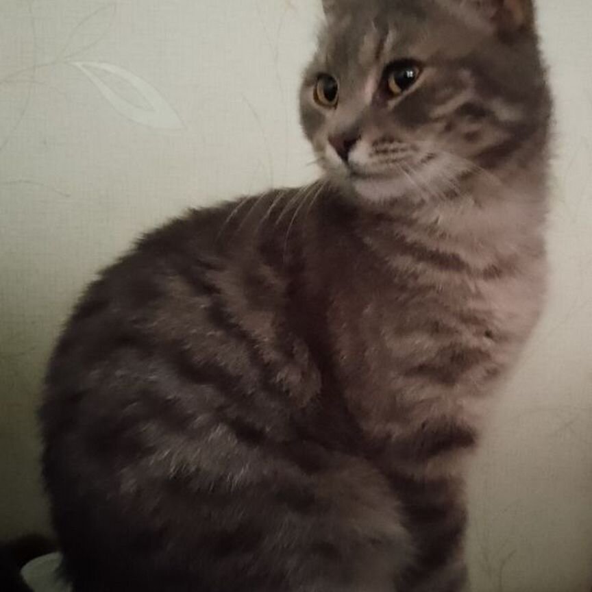 Кот в добрые руки