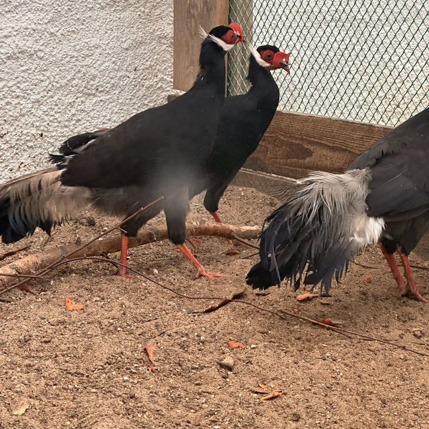 Фазан ушастый коричневый