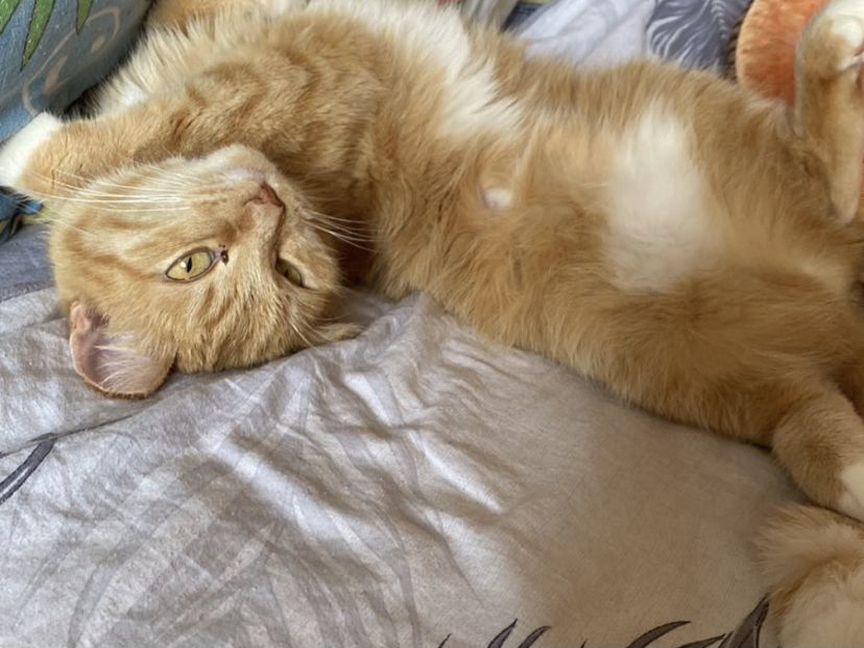 Отдам в добрые руки