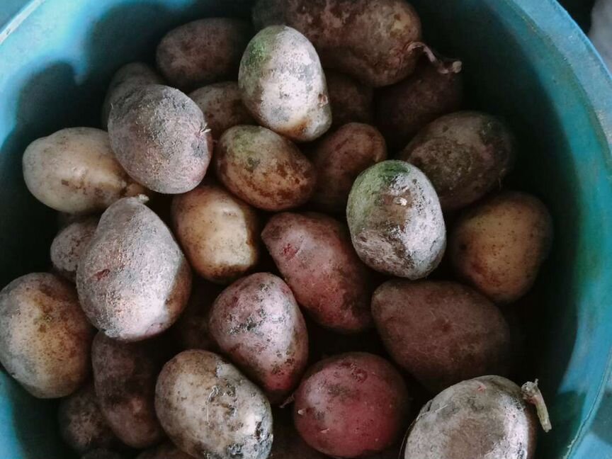 Продам картофель на корм скоту