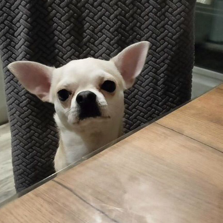 Чихуахуа, вязка