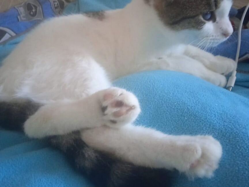 Кошка в дар