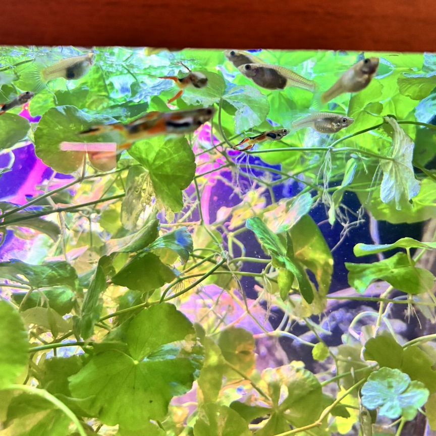 Гуппи эндлера и детки ампулярий