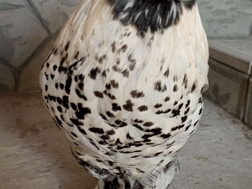 Петухи Павловское серебро