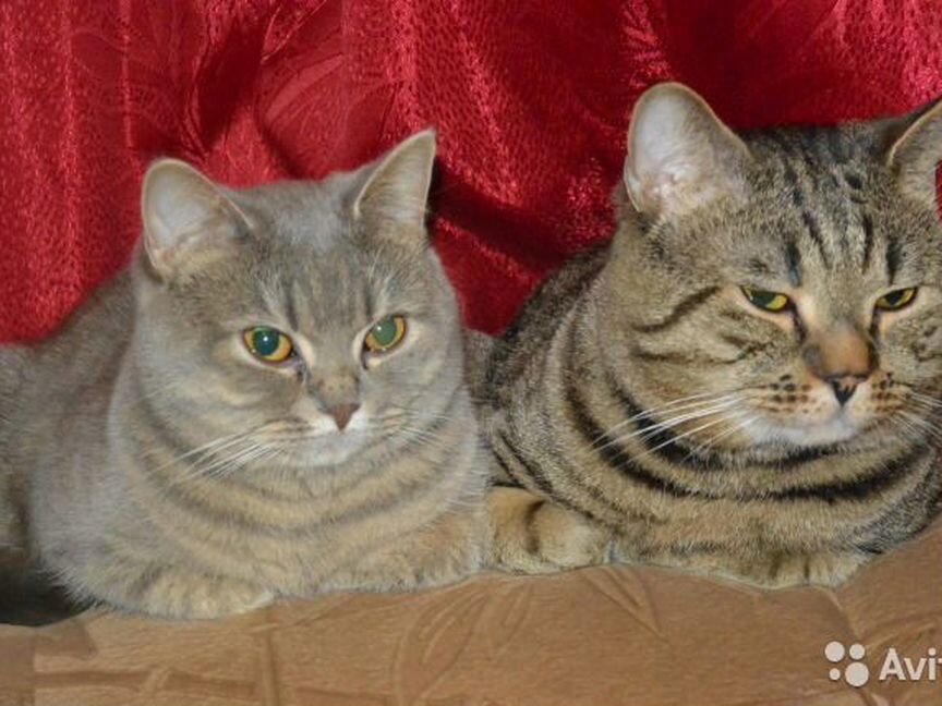 Британские котятки